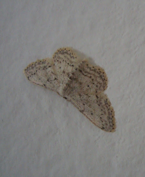 Mullein Wave Moth | Project Noah