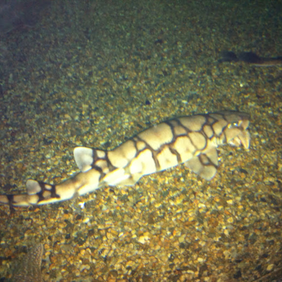 Chain catshark | Project Noah