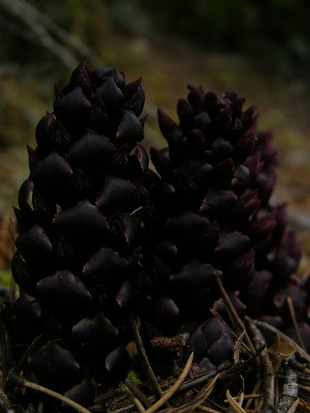 California ground cone | Project Noah