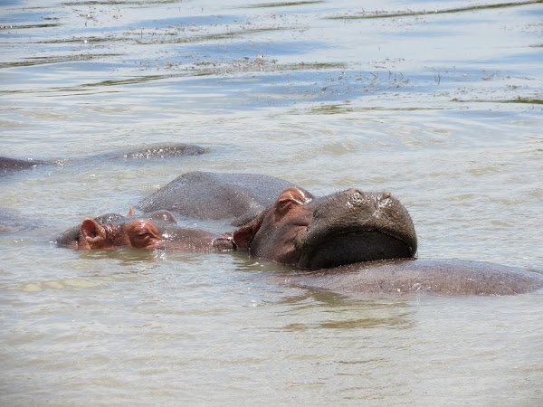 Hippopotamus | Project Noah