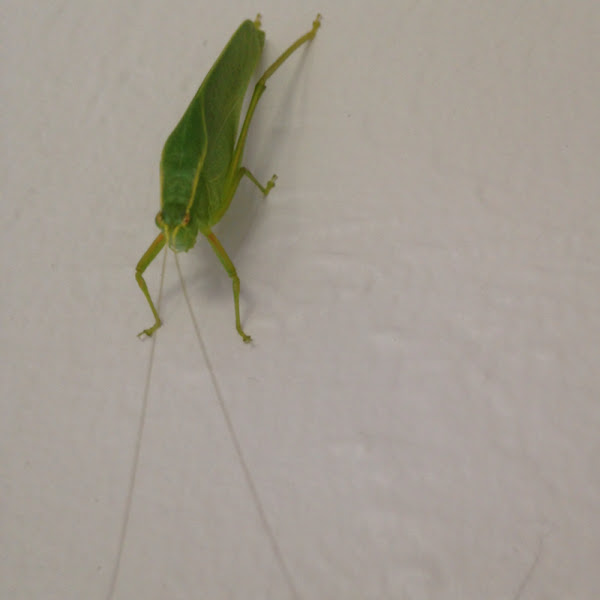 Leaf Bug/Katydid | Project Noah