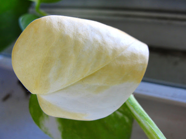 Albino Pothos leaf | Project Noah