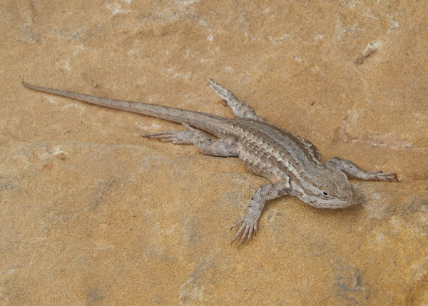 Sagebrush Lizard | Project Noah