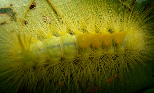 Yellow Spiky Caterpillar | Project Noah