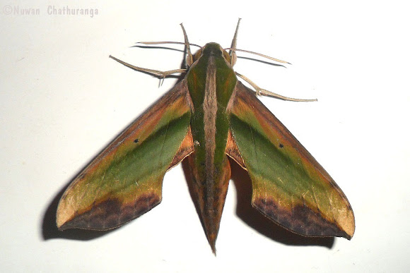 Green Hawk-Moth | Project Noah