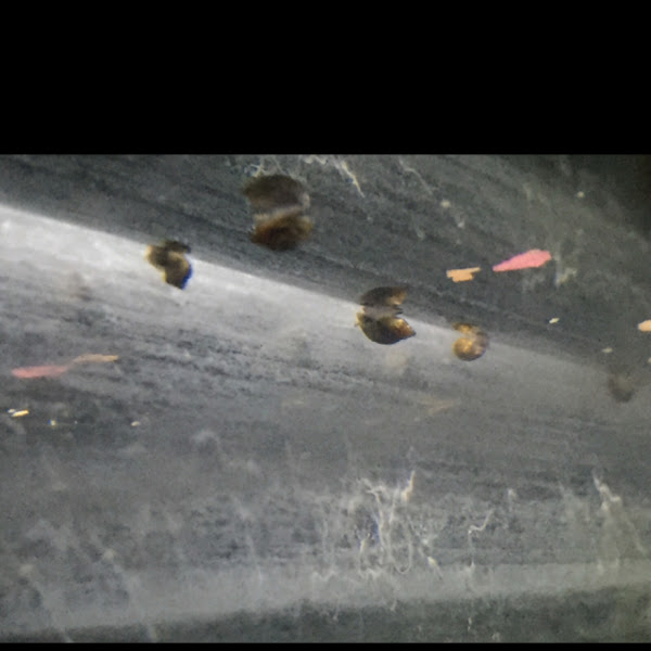 Tadpole Snail | Project Noah