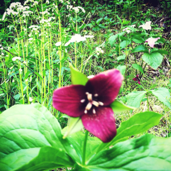 Red Trillium | Project Noah