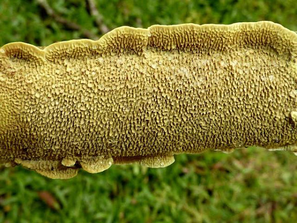 Hongo | Project Noah