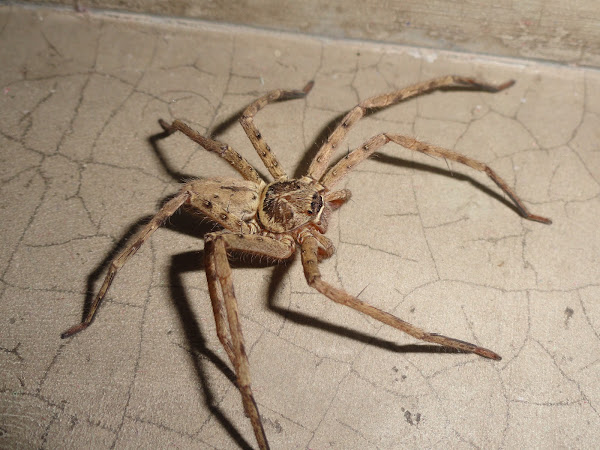 Brown Huntsman spider or Laya | Project Noah