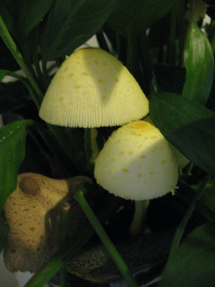 Flower Pot Parasol | Project Noah