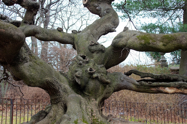 Camperdown Elm | Project Noah