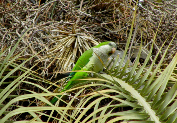 Monk Parakeet | Project Noah