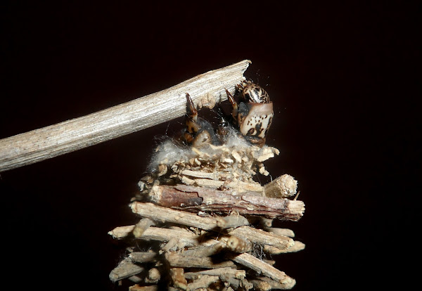Bagworm moth (1) | Project Noah