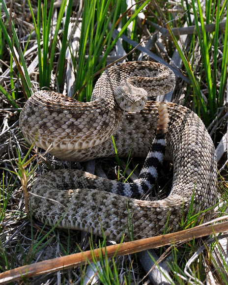 Western Diamondback Rattlesnake | Project Noah