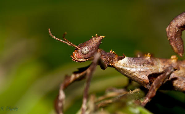 Spiny Leaf Insect | Project Noah