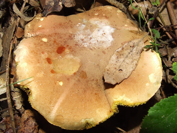 Yellow-cracked bolete | Project Noah