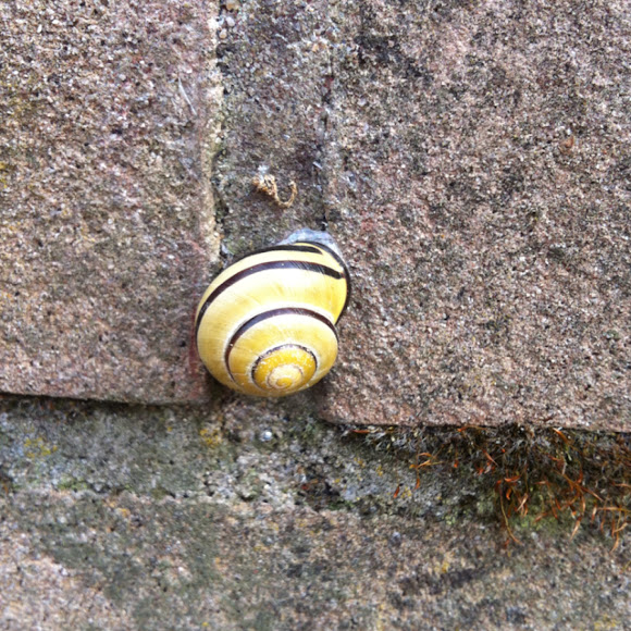 Snail | Project Noah