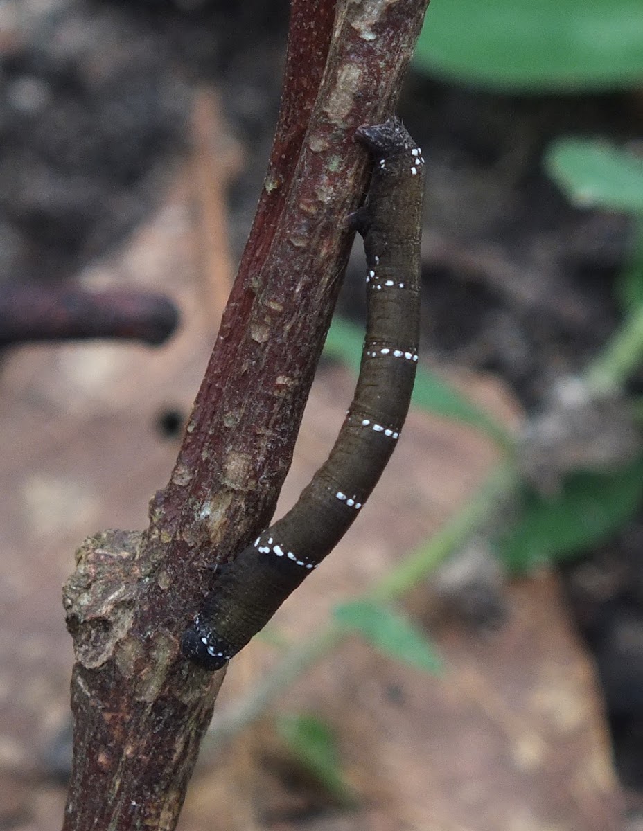 Black Looper Caterpillar | Project Noah