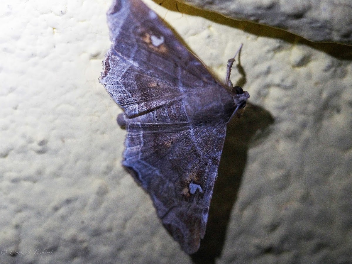 Erebid moth | Project Noah