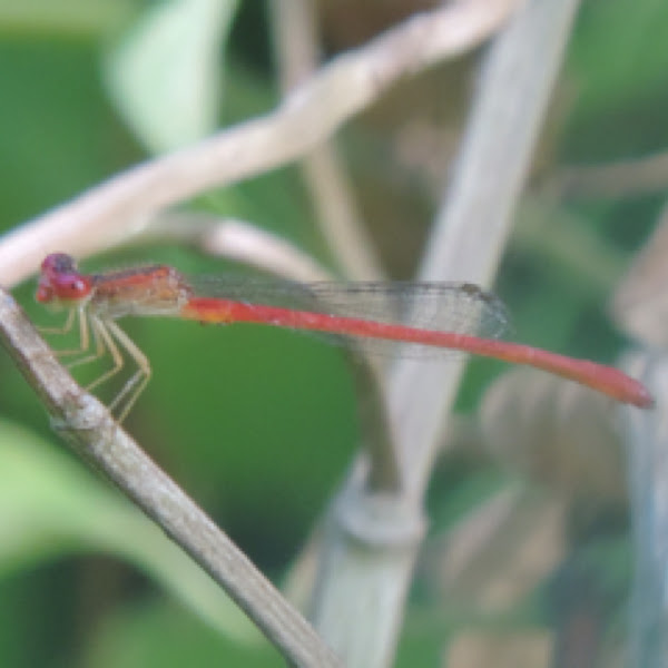 Desert Firetail | Project Noah