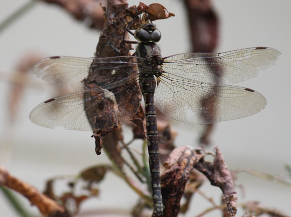 shadow darner | Project Noah