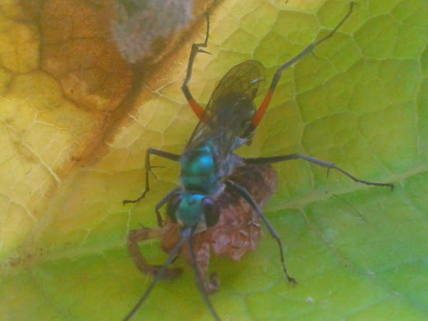 emerald cockroach wasp or jewel wasp | Project Noah
