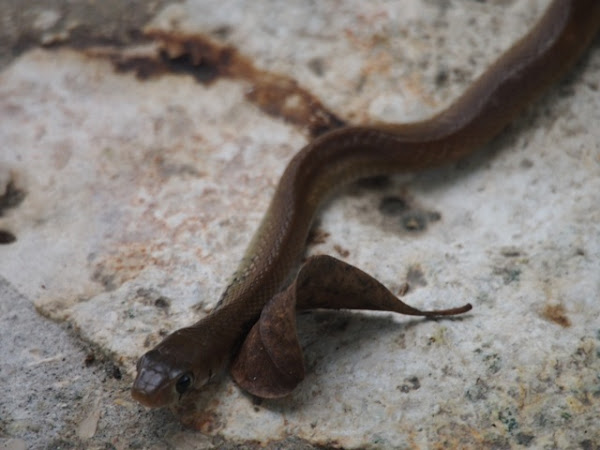 Black Tailed Cribo/Middle American Indigo Snake | Project Noah