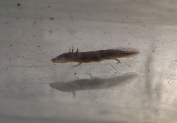 Texas Blind Salamander | Project Noah