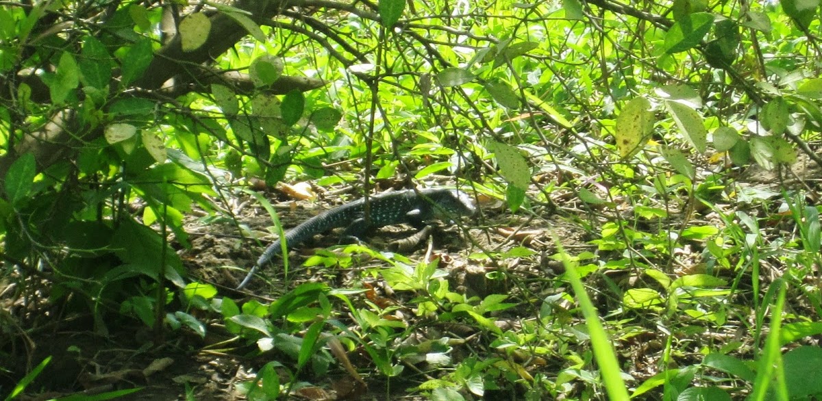 Lobo pollero | Project Noah