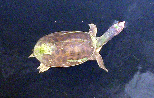 Florida Softshell Turtle | Project Noah
