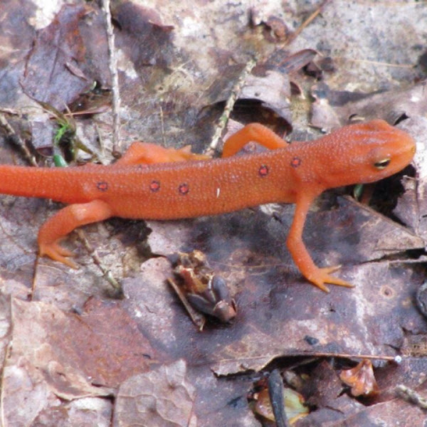 Red Eft | Project Noah