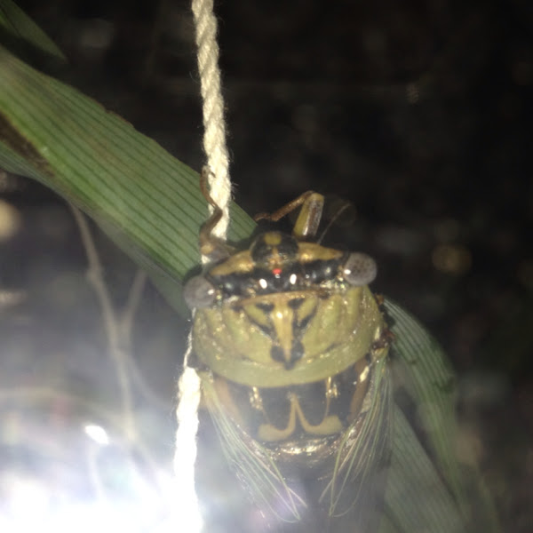 Cicada | Project Noah