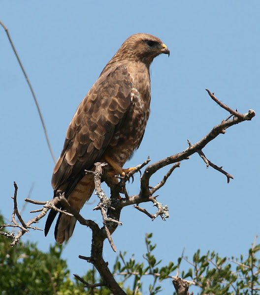 Steppe Buzzard | Project Noah