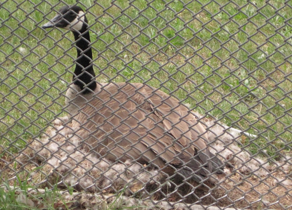 Canada Goose on nest plus eggs and golf balls | Project Noah
