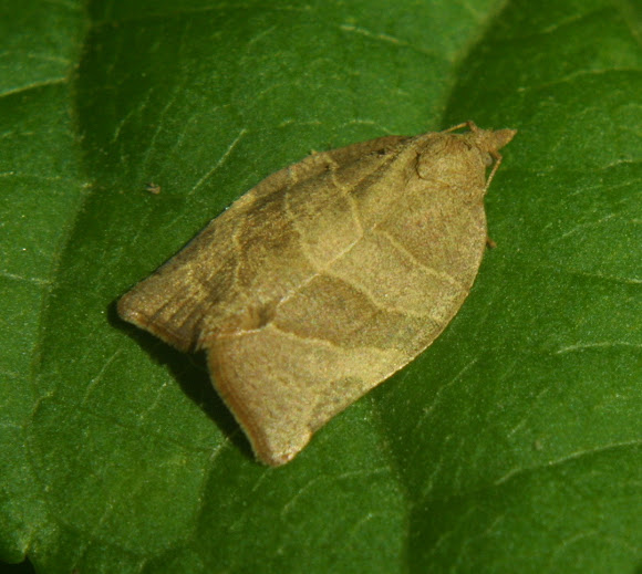 Three-lined Leafroller | Project Noah