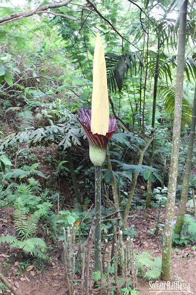 Amorphophallus gigas | Project Noah