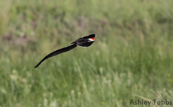 Long-tailed Widowbird | Project Noah