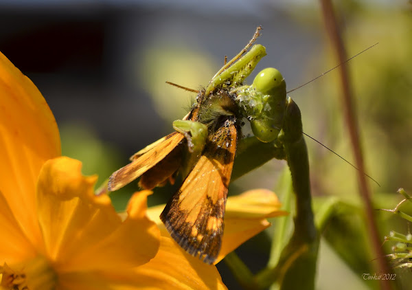 Rezadora | Project Noah