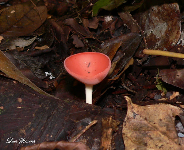 Cup fungi | Project Noah