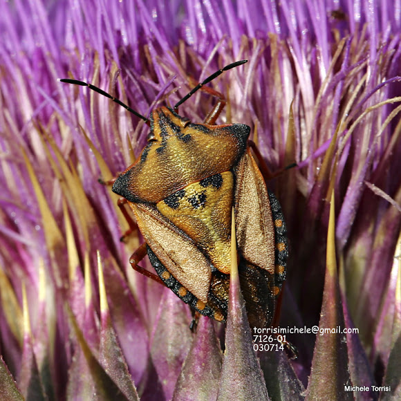 Spotting | Project Noah