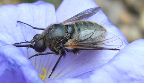 mosca bolo? | Project Noah