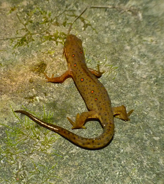Red-spotted newt (eft) | Project Noah