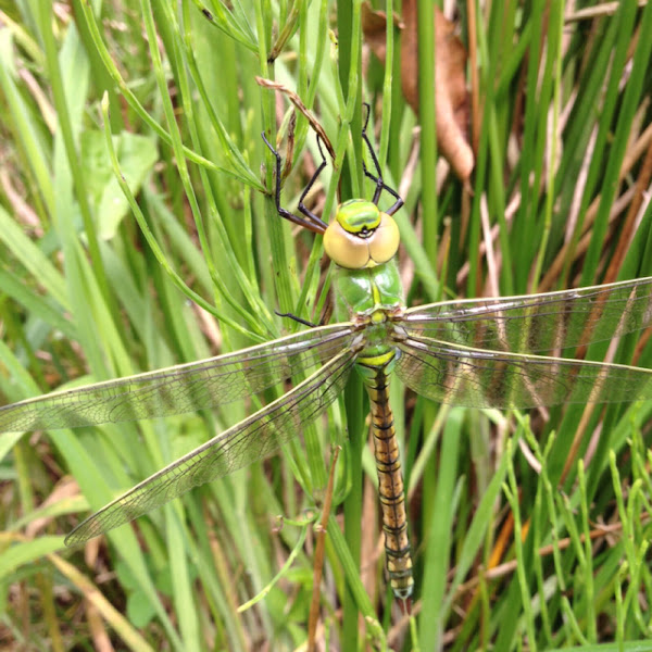 Grote keizerlibel | Project Noah