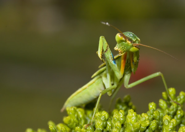 New Zealand Praying Mantis | Project Noah