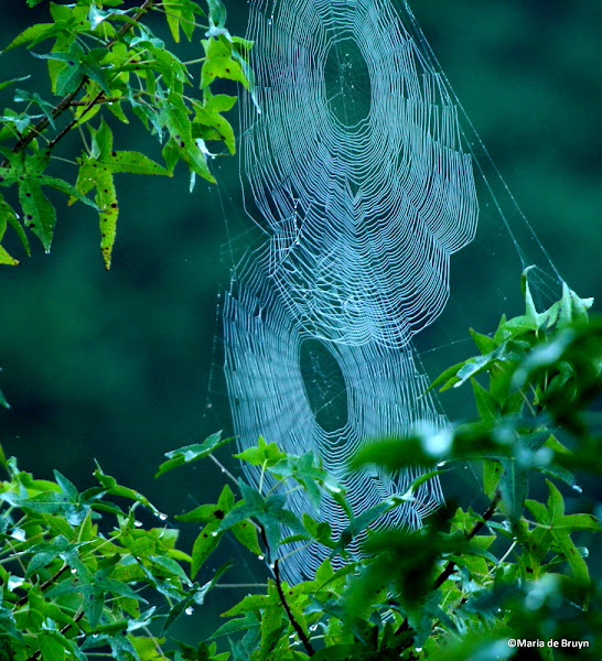 Orb weaver spider web | Project Noah
