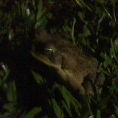 Cane toad | Project Noah