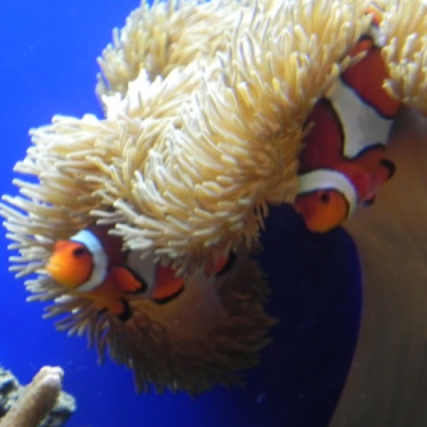 Clown fish | Project Noah