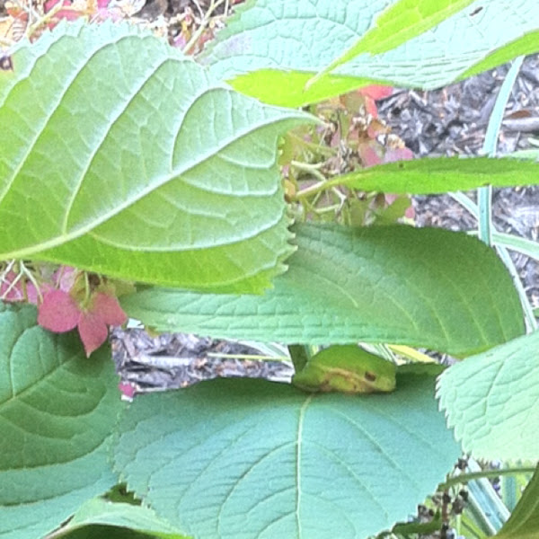Green Tree Frog | Project Noah