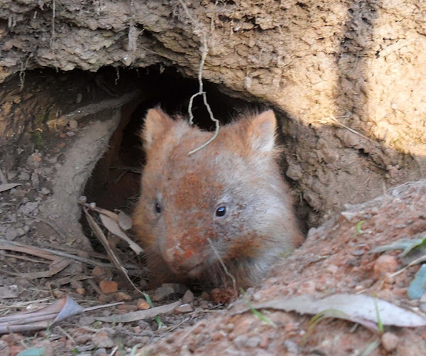 Bare Nosed Wombat | Project Noah