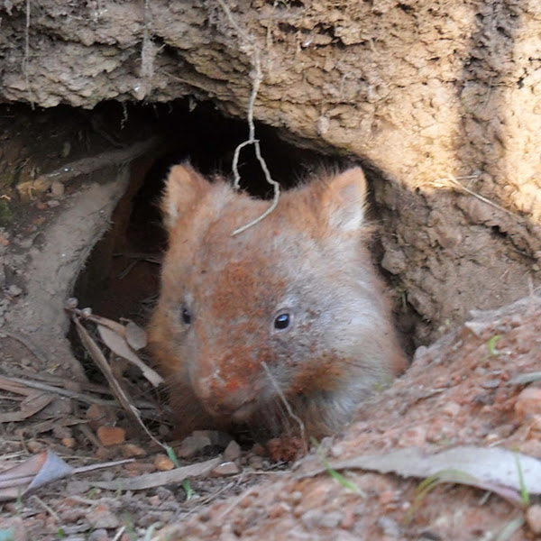 Wombats | Project Noah